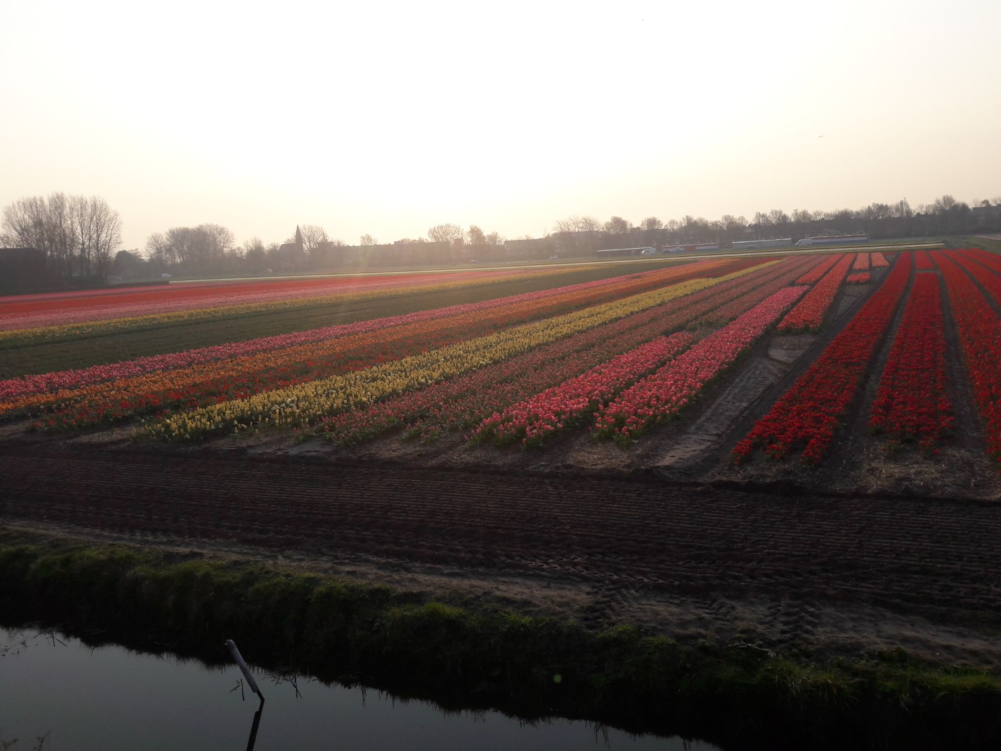 Tulip Field Tours | Explore Stunning Dutch Tulip Fields