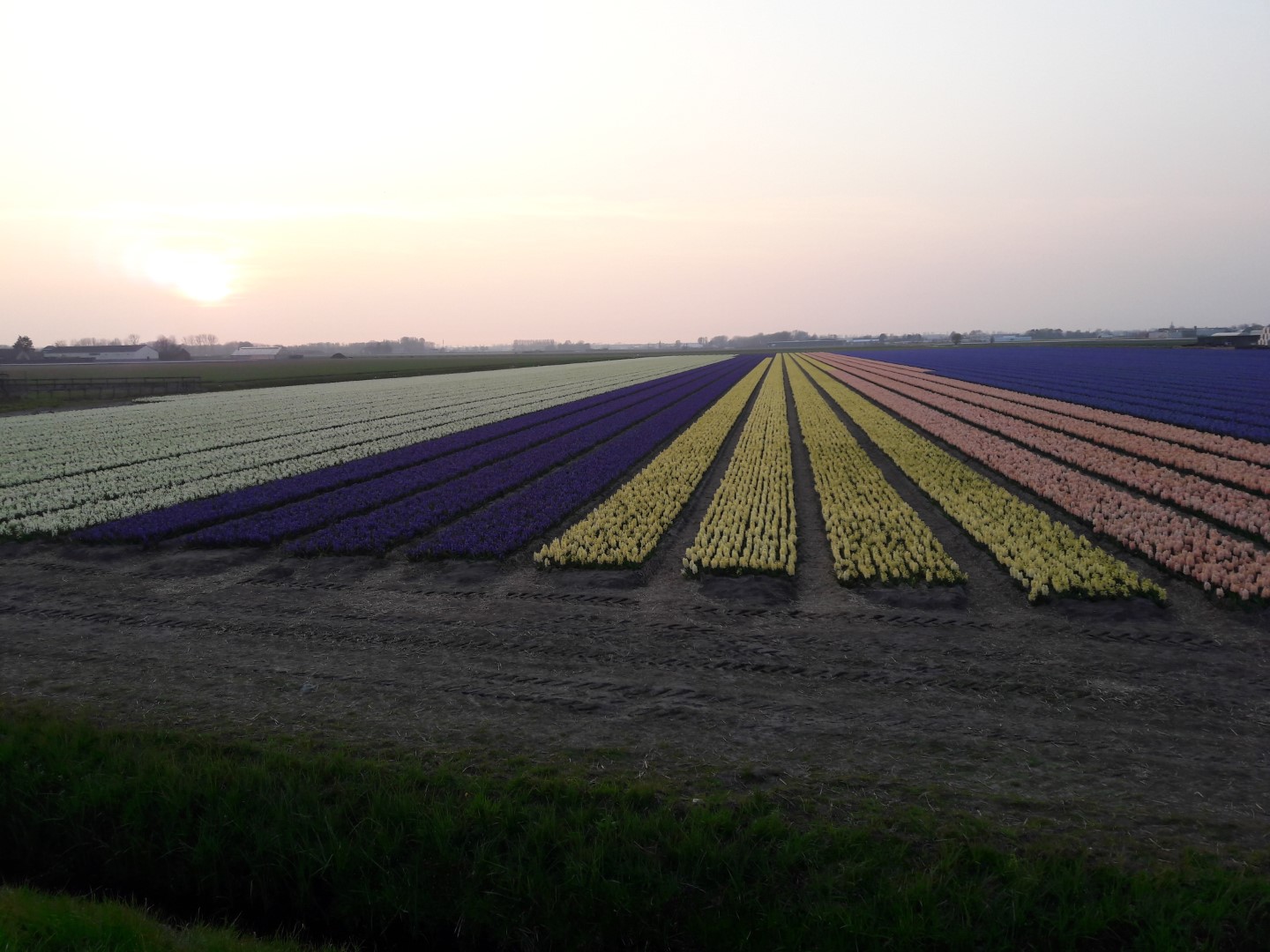 Tulip Field Tours | Explore Stunning Dutch Tulip Fields