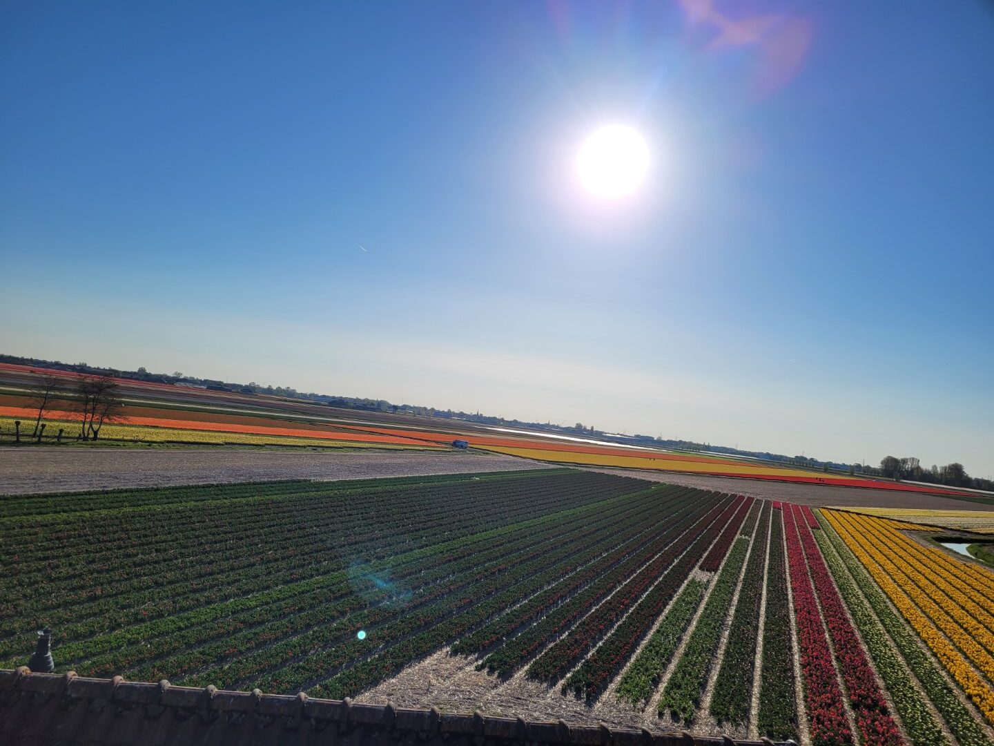 Tulip Field Tours | Explore Stunning Dutch Tulip Fields